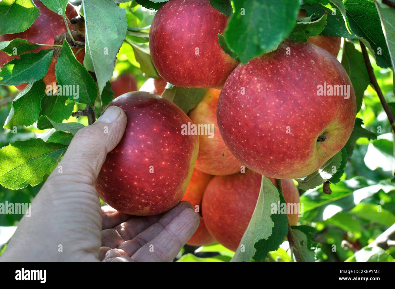 Garden apple harvesting hi-res stock photography and images - Alamy