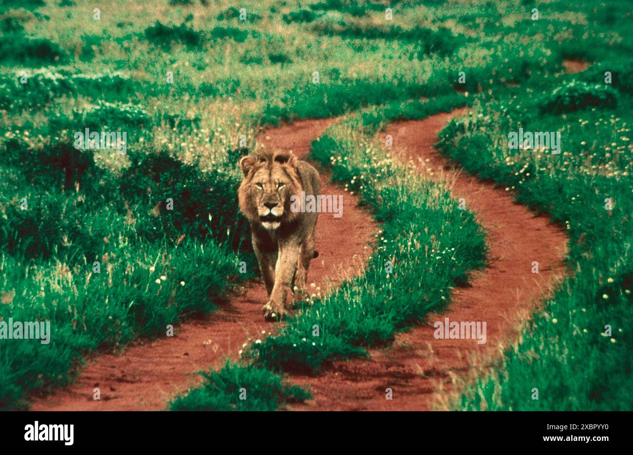 Lion walking on red clay road in Samburu, Kenya Stock Photo - Alamy