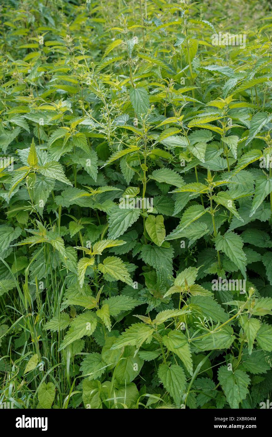 Stinging Nettle Plant, Common Nettle, Urtica dioica, Netherlands Stock ...