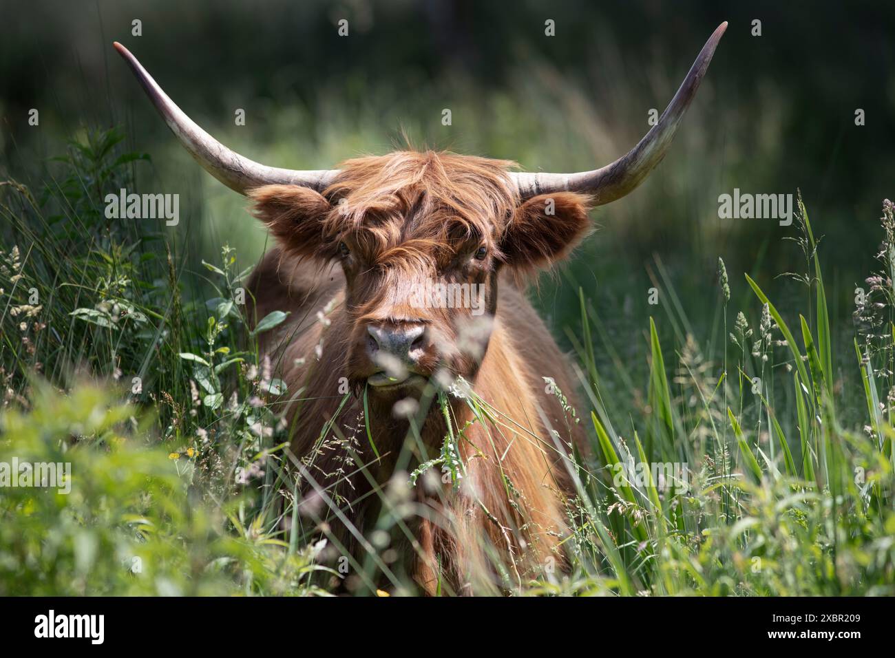 Scottish highlander cow in Vlaardingen Broekpolder in the Netherlands ...