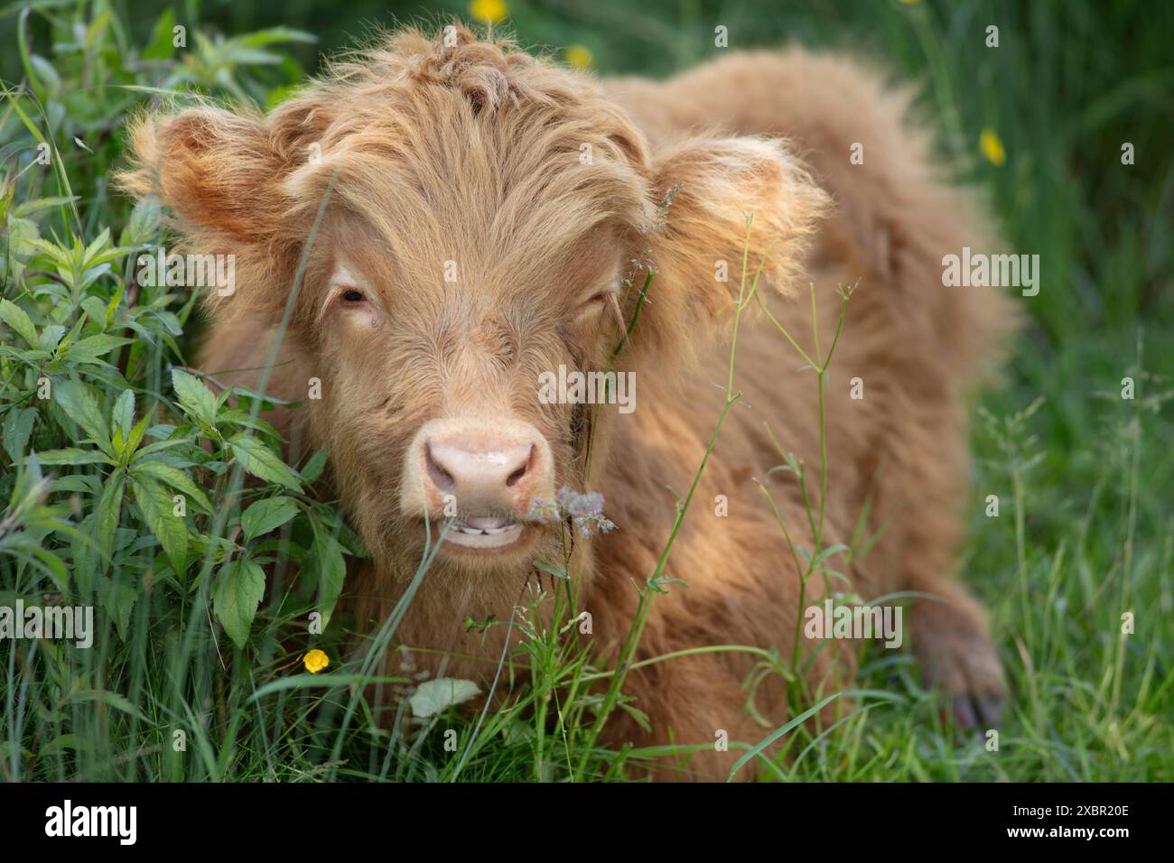 Scottish highlander cute young baby cow in Vlaardingen Broekpolder in ...
