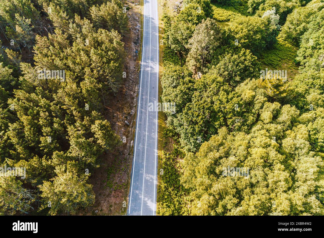 Forest road in summer in a pine forest hi-res stock photography and ...
