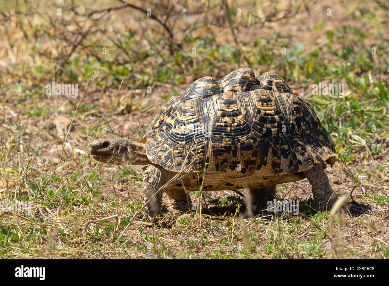 A large Leopard Tortoise plods through the savanna. They are the ...