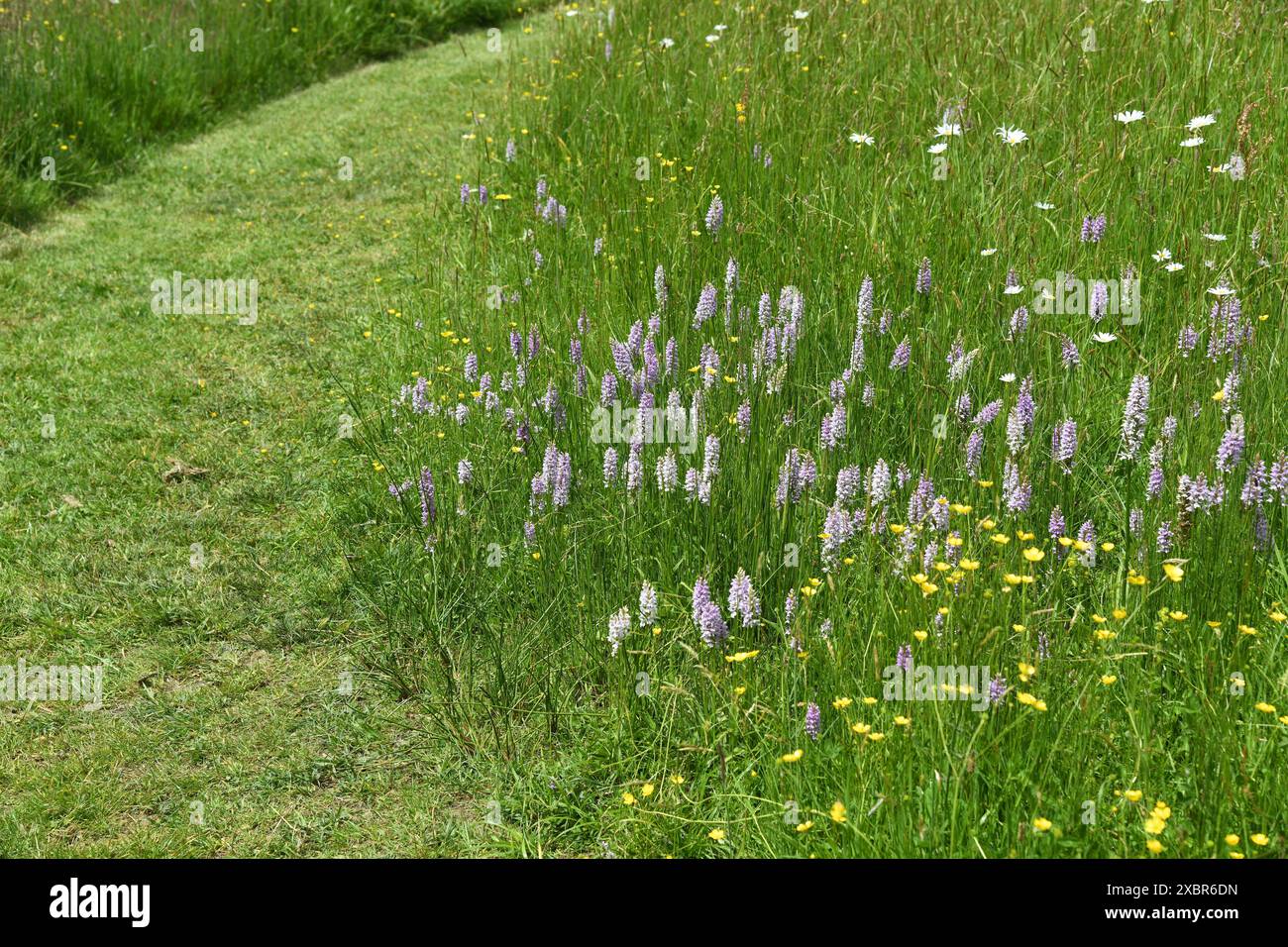 Path mowed in grass Stock Photo - Alamy
