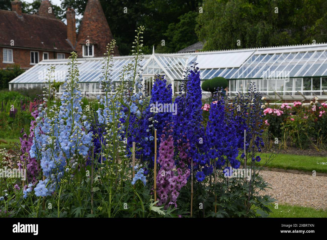 Delphinium and rose beds hi-res stock photography and images - Alamy