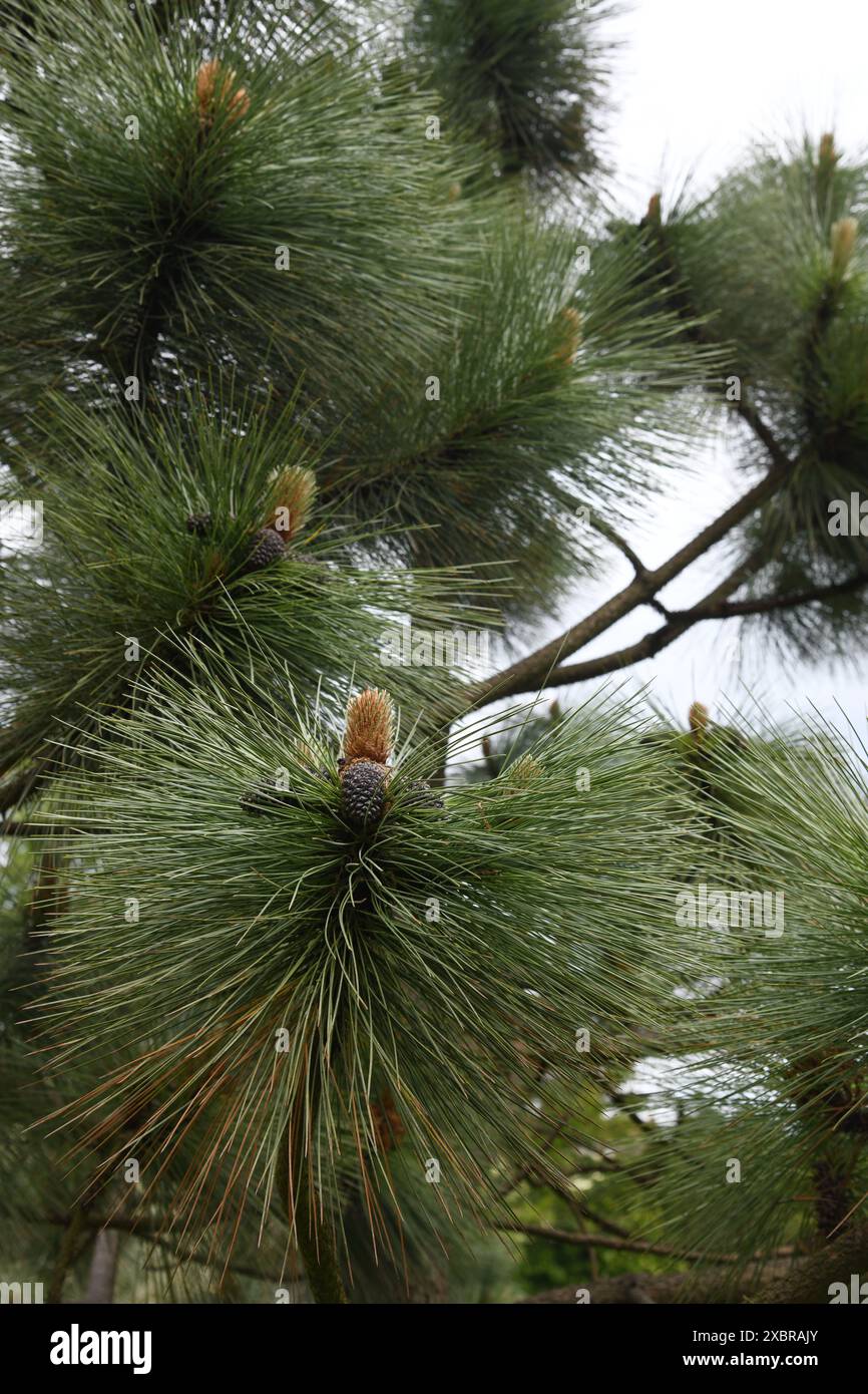 Pinus pine tree Stock Photo - Alamy