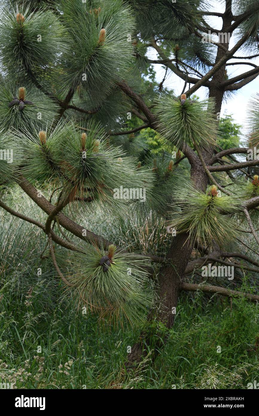 Pinus pine tree Stock Photo - Alamy