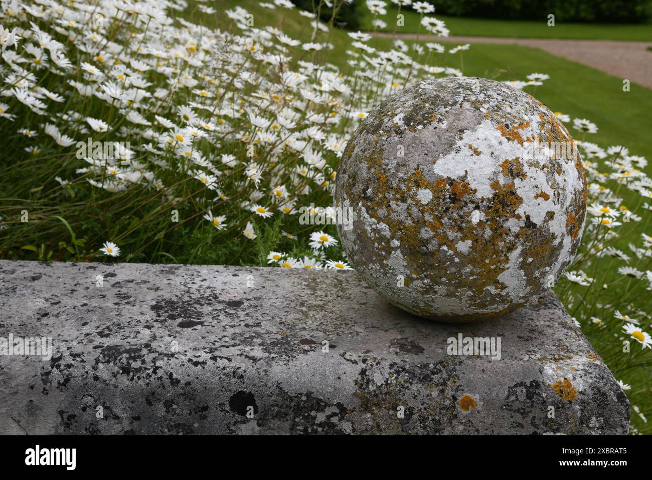 Daisies by wall Stock Photo - Alamy