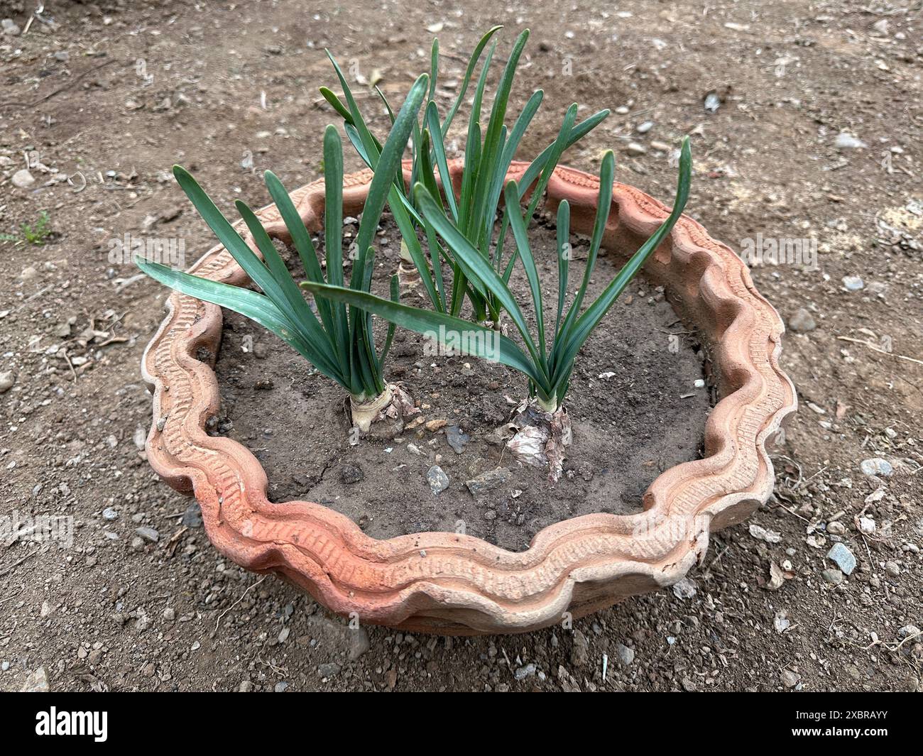 Spring flowering bulb daffodils sprouted in early spring in the garden ...