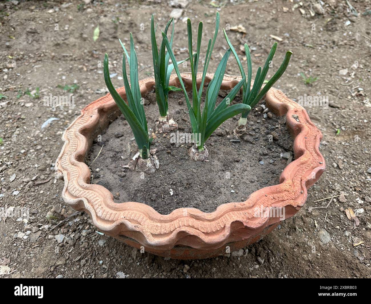 Daffodils bulbs growing in a clay pot Stock Photo - Alamy