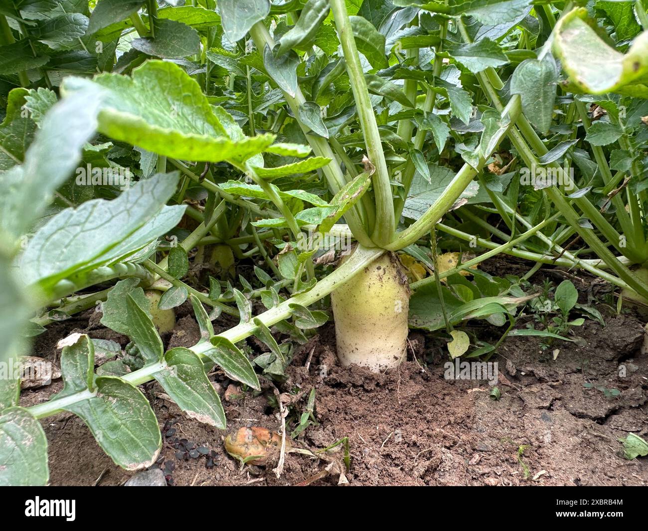 White radish growing in vegetable hi-res stock photography and images ...