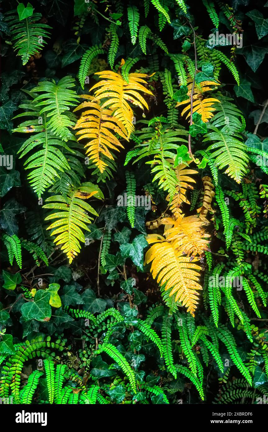 Common polypody (Polypodium vulgare), Polypodiaceae. Epiphytic fern. In ...