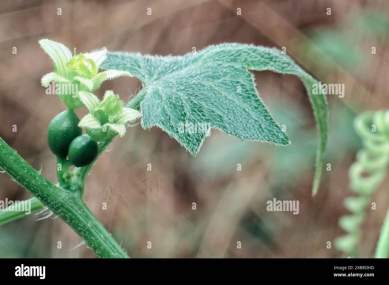 Red bryony (Bryonia dioica), Cucurbitaceae. perennial climbing vine ...
