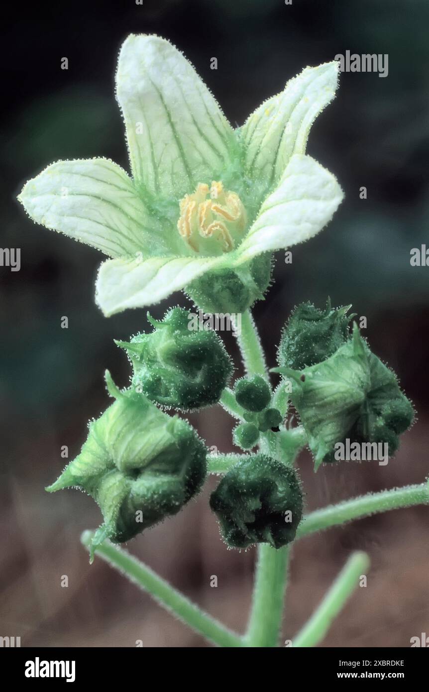 Red bryony (Bryonia dioica), Cucurbitaceae. perennial climbing vine ...