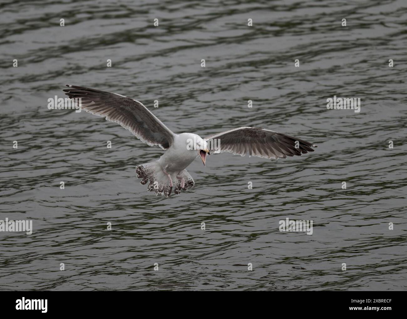 Gull herring (Larus argentatus), in flight, Cuddy Point, Lews Castle ...