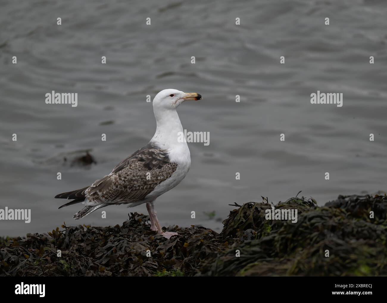 Gull herring (Larus argentatus), immature bird, Cuddy Point, Lews ...