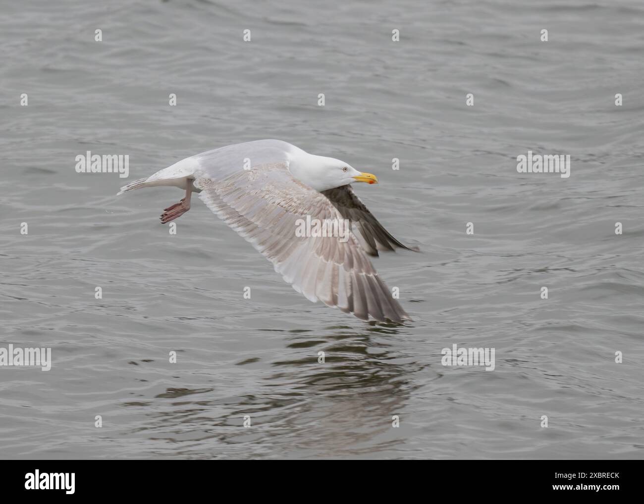Gull herring (Larus argentatus), in flight, Cuddy Point, Lews Castle ...
