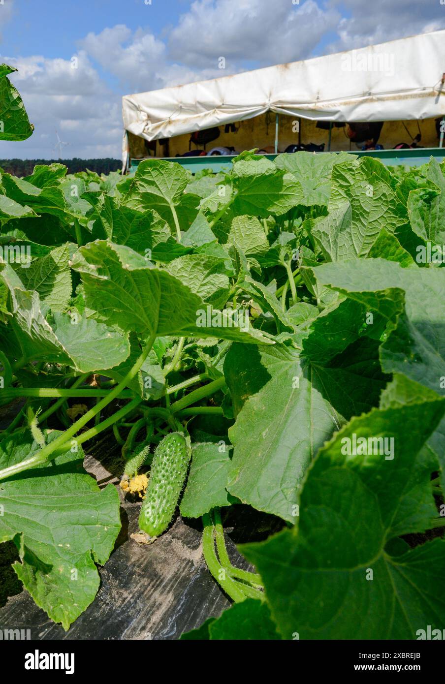 12 June 2024, Brandenburg, Lübben: A so-called cucumber plane, on which ...