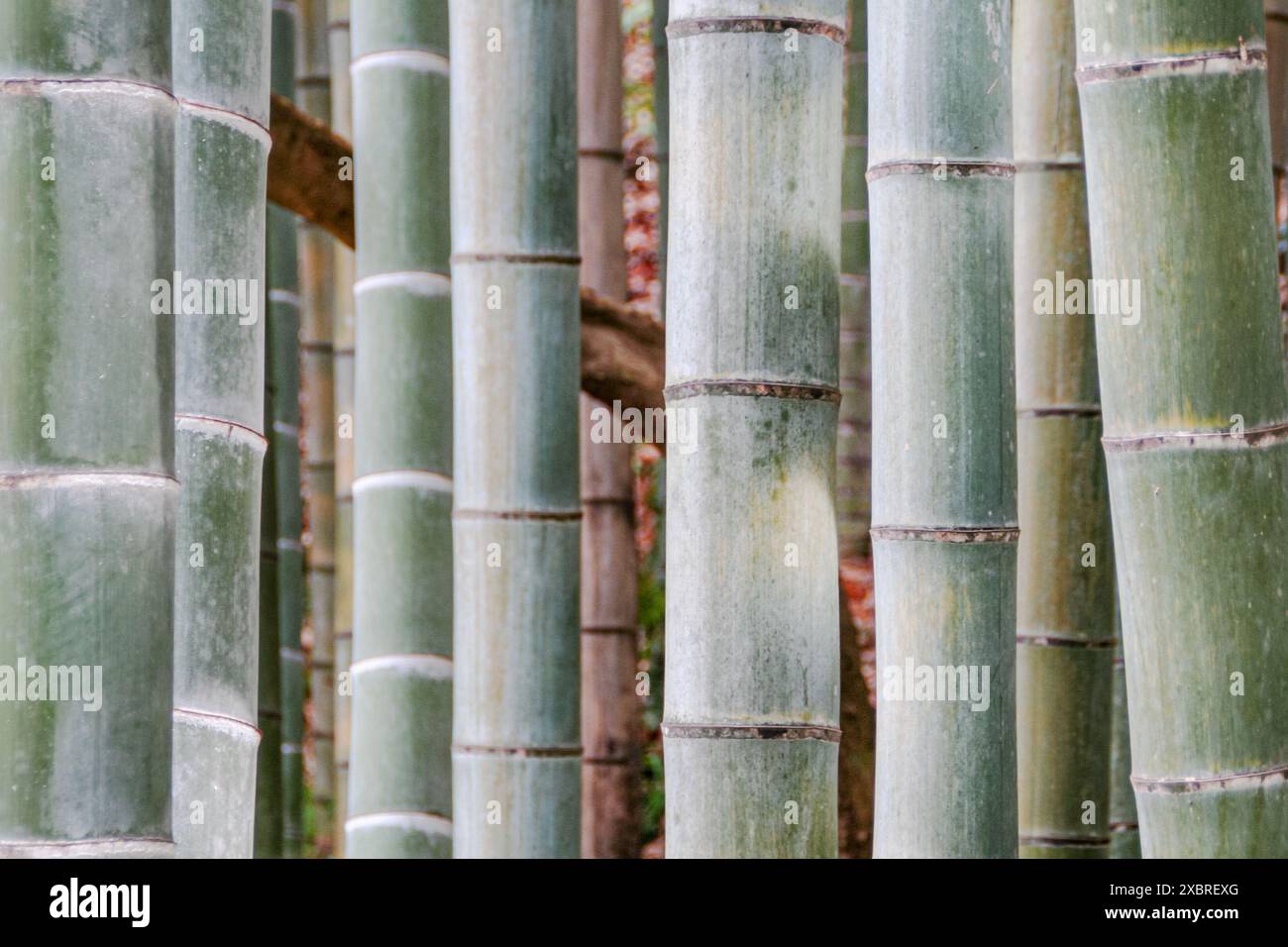 bamboo stems in close up Stock Photo - Alamy