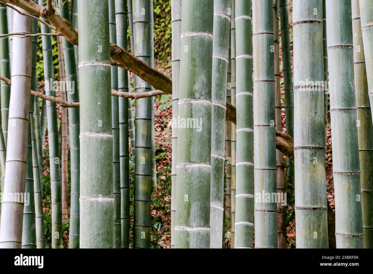 bamboo stems in close up Stock Photo - Alamy