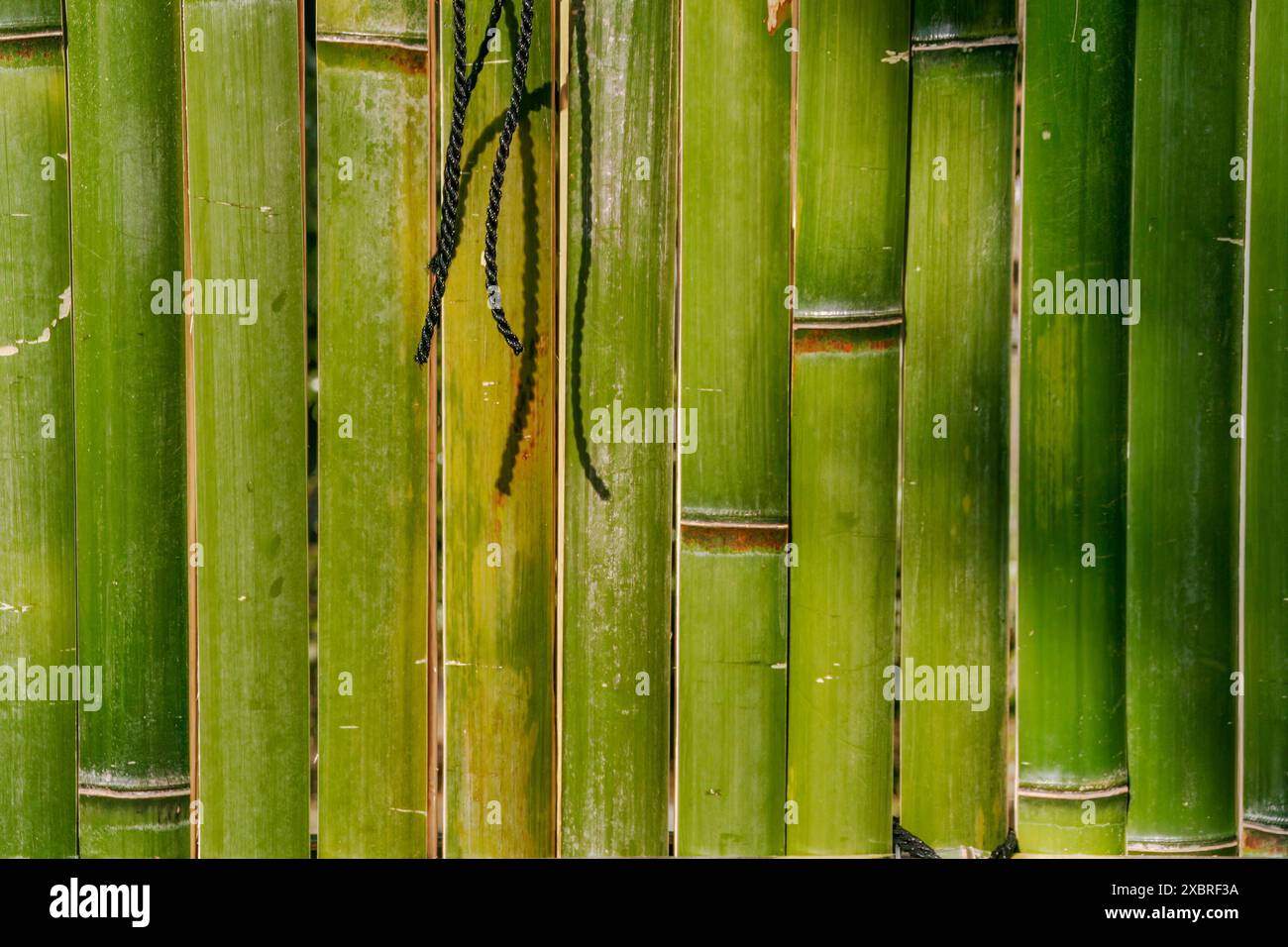 bamboo stems in close up Stock Photo - Alamy