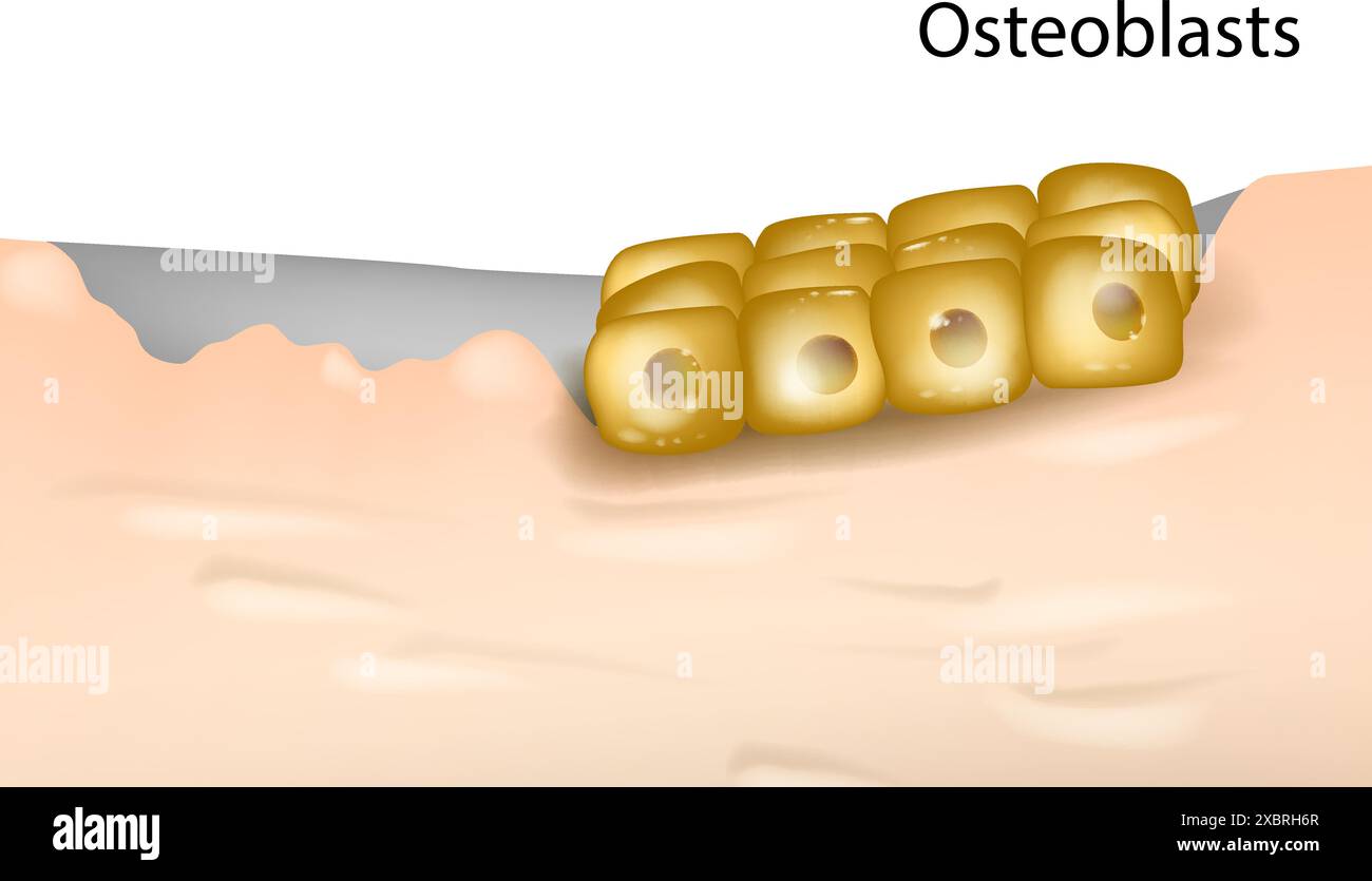 Differentiation of Primary Human Osteoblasts cells Stock Vector Image ...