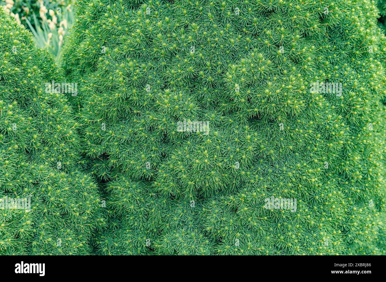 Decorative coniferous evergreen trees in the garden. Decorative ...