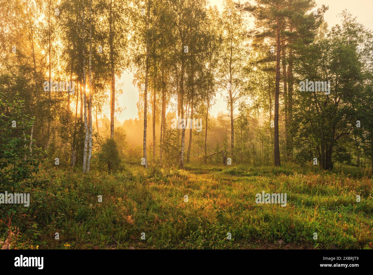 The bright sun stands behind the forest Stock Photo - Alamy