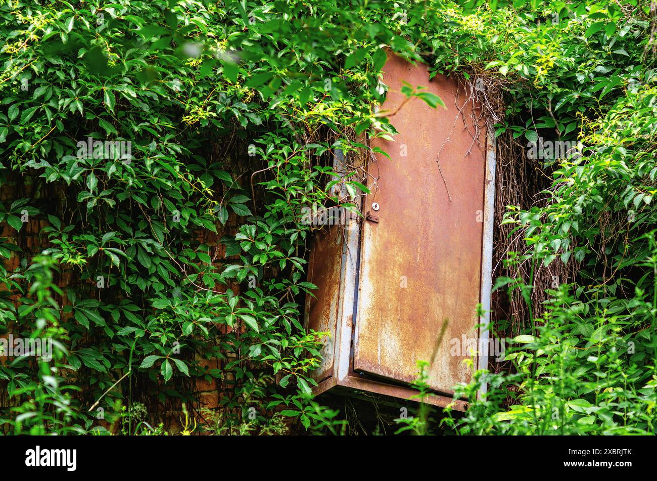 old rusty metal box in a ruined room overgrown with wild grapes Stock ...