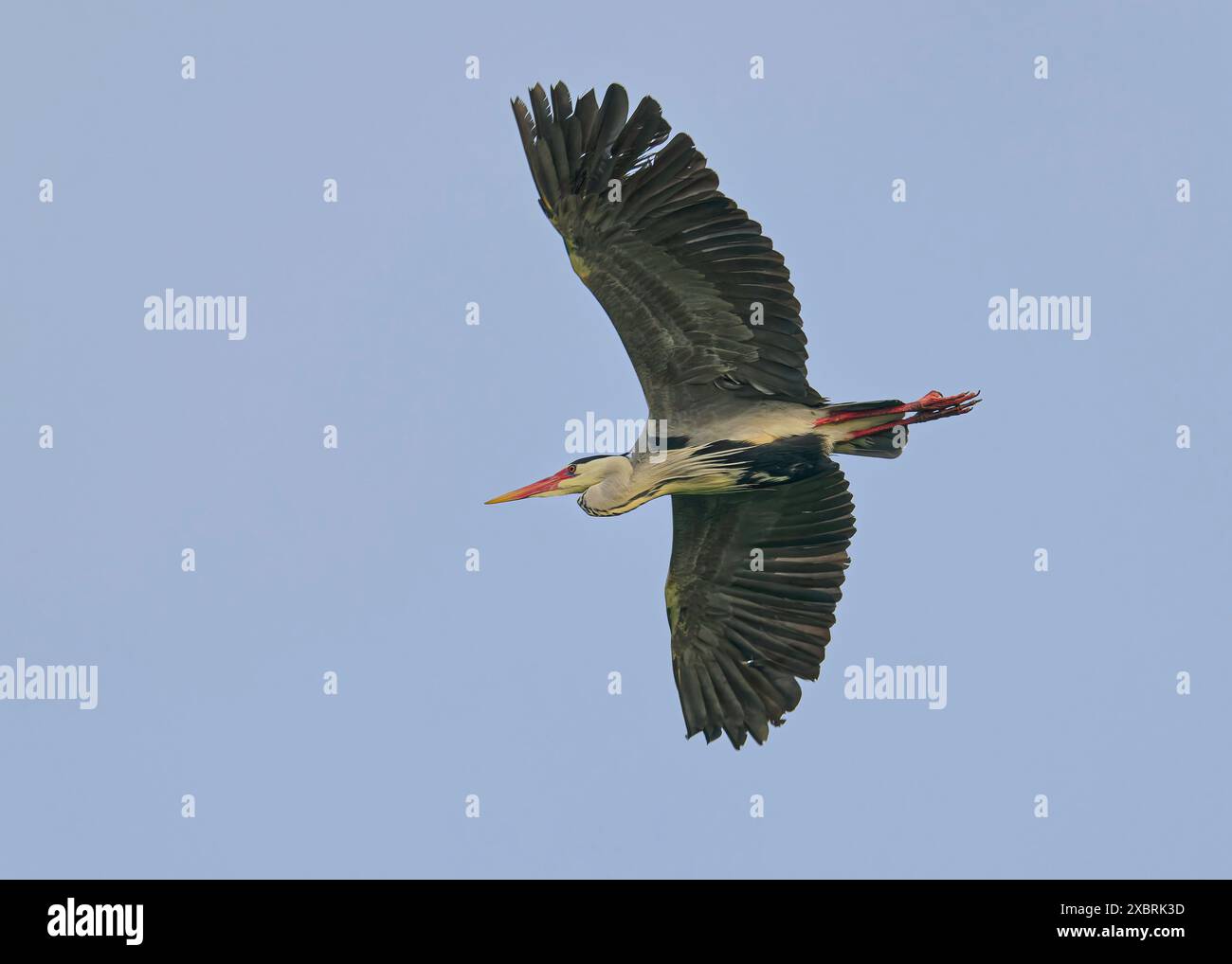 Heron grey Ardea cinera, in flight at a heronry, Lews Castle, Stornoway ...
