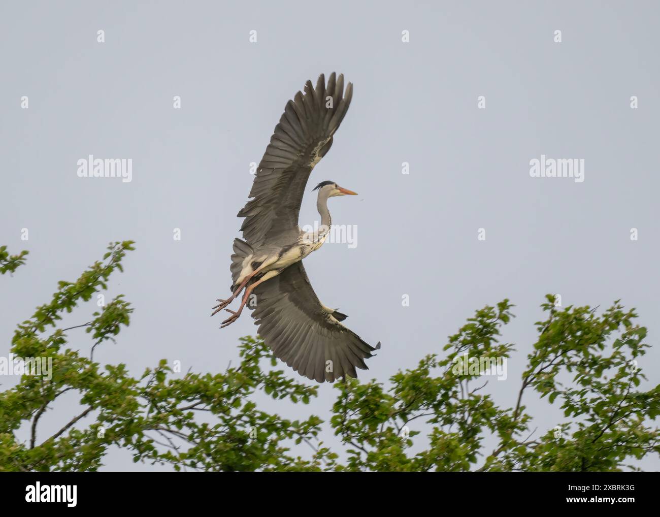 Heron grey Ardea cinera, in flight at a heronry, Lews Castle, Stornoway ...