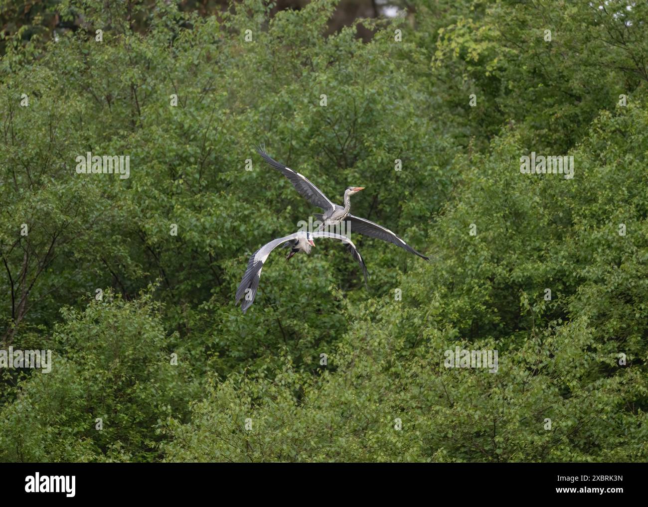 Heron grey Ardea cinera, squabbling at a heronry, Lews Castle ...