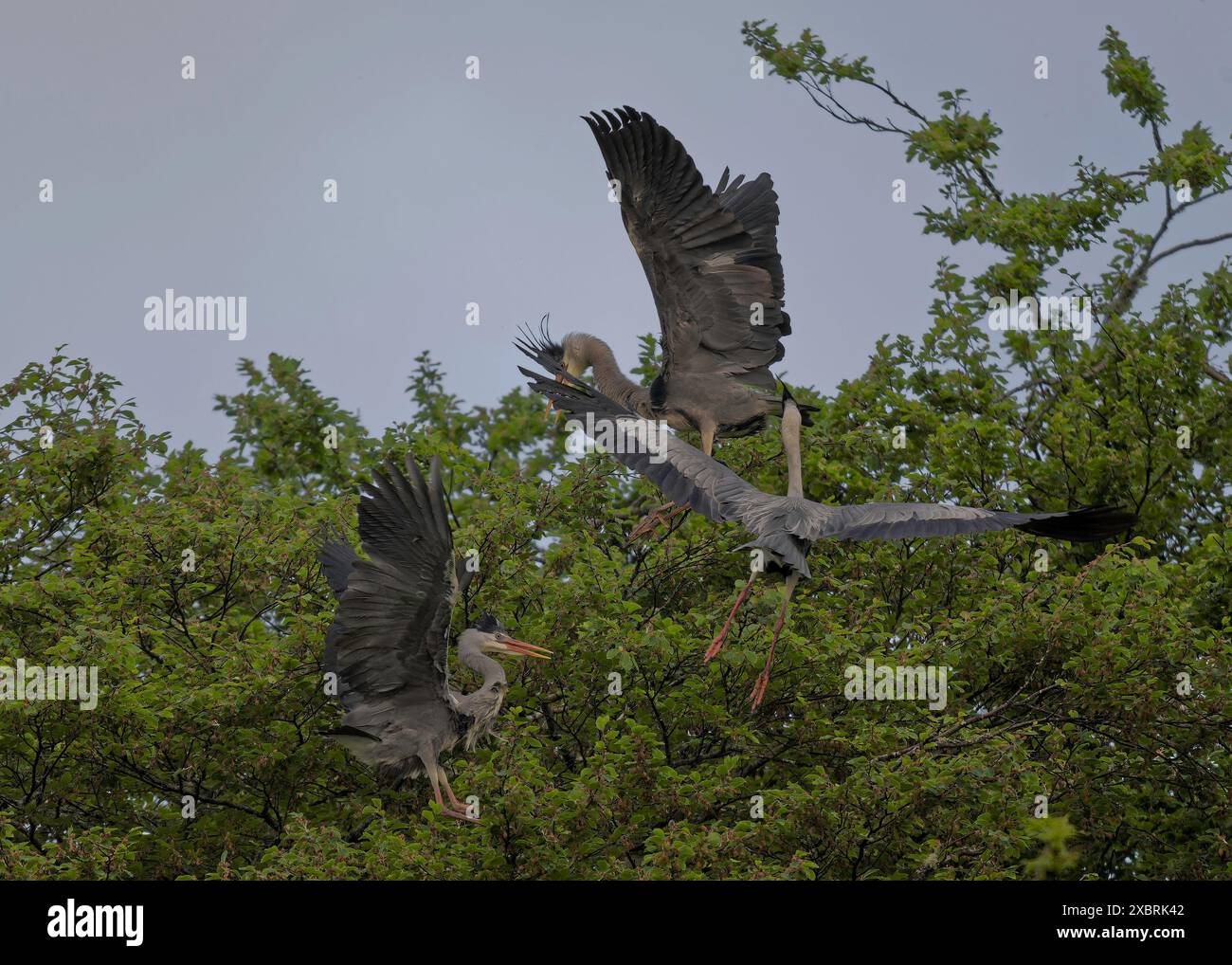 Heron grey Ardea cinera, squabbling at a heronry, Lews Castle ...
