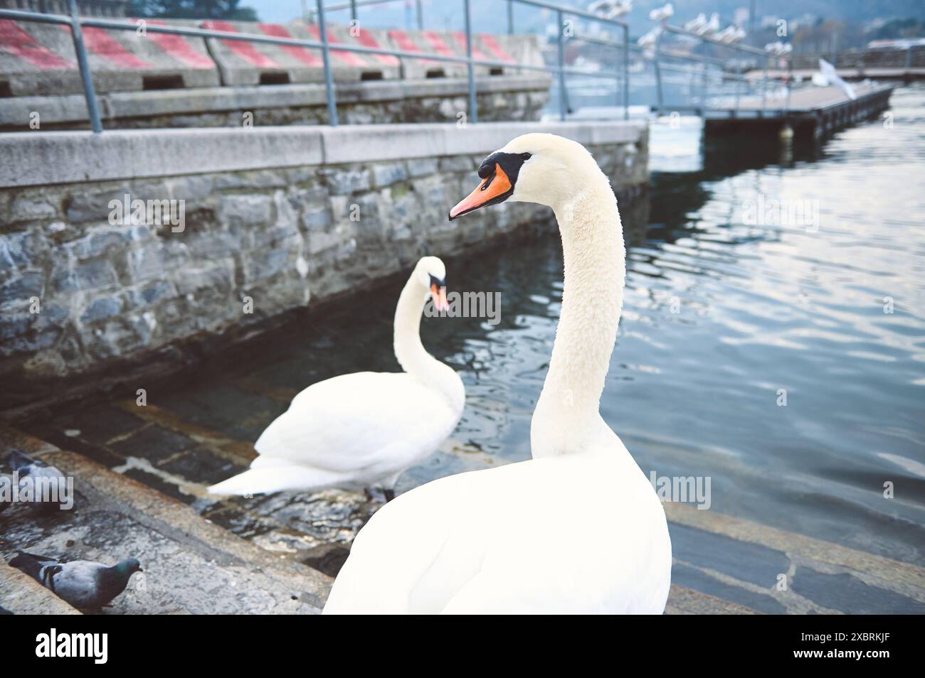 Two graceful swans stand by a stone pier on a calm lake, captured on a ...