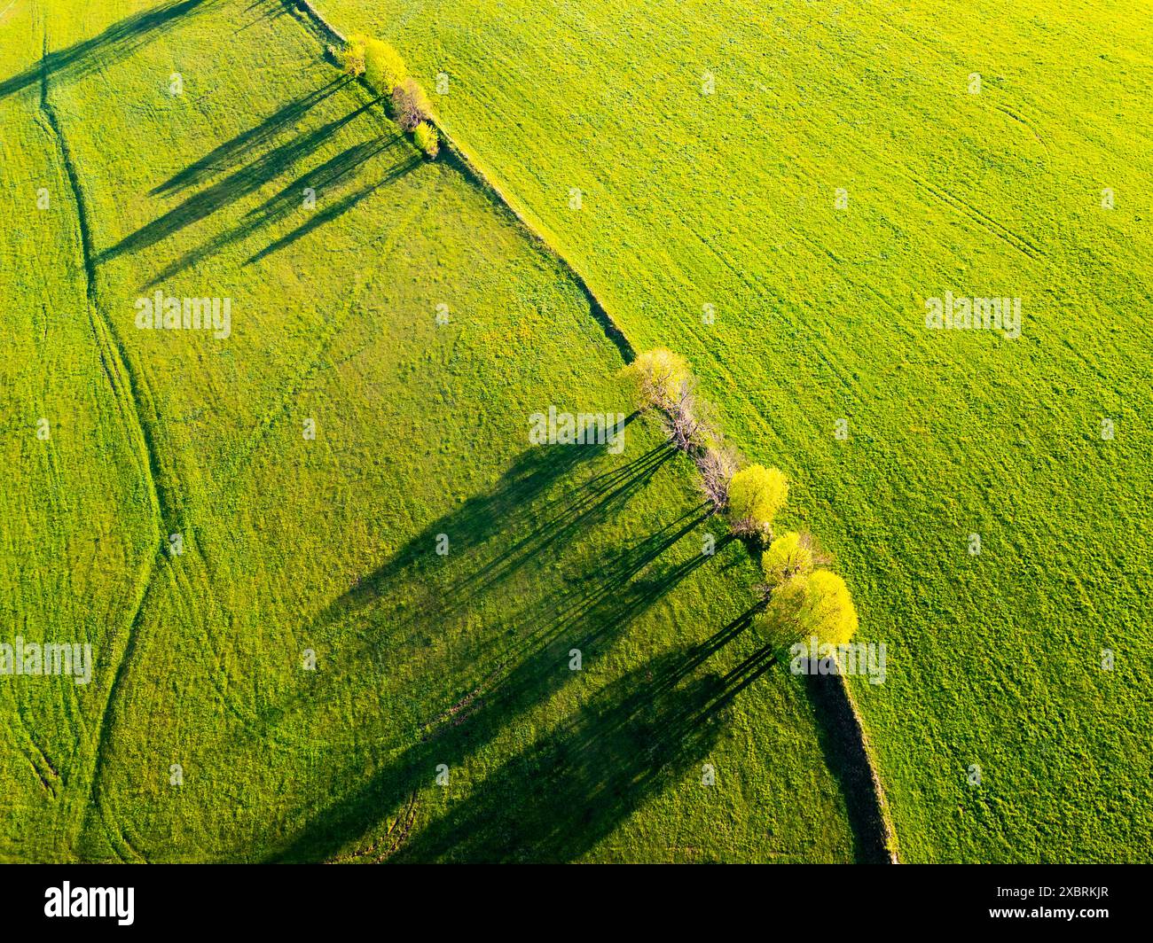 A high-angle aerial view of a lush green field with a row of trees ...