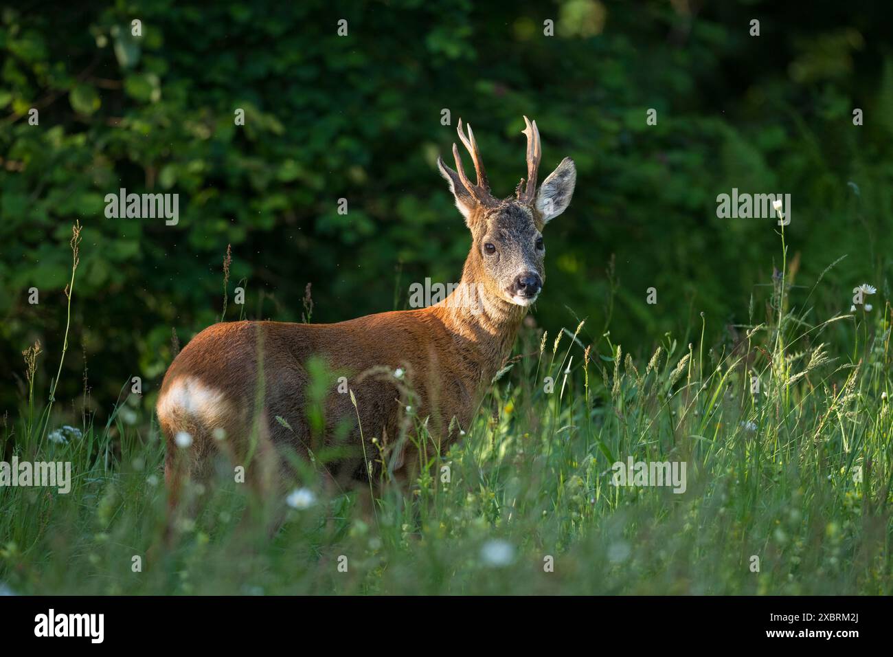 Roe deer buck scotland hi-res stock photography and images - Alamy