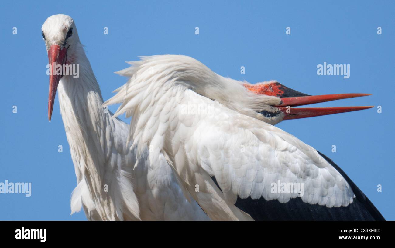 Biebesheim Am Rhein, Germany. 13th June, 2024. Two storks sit in front ...