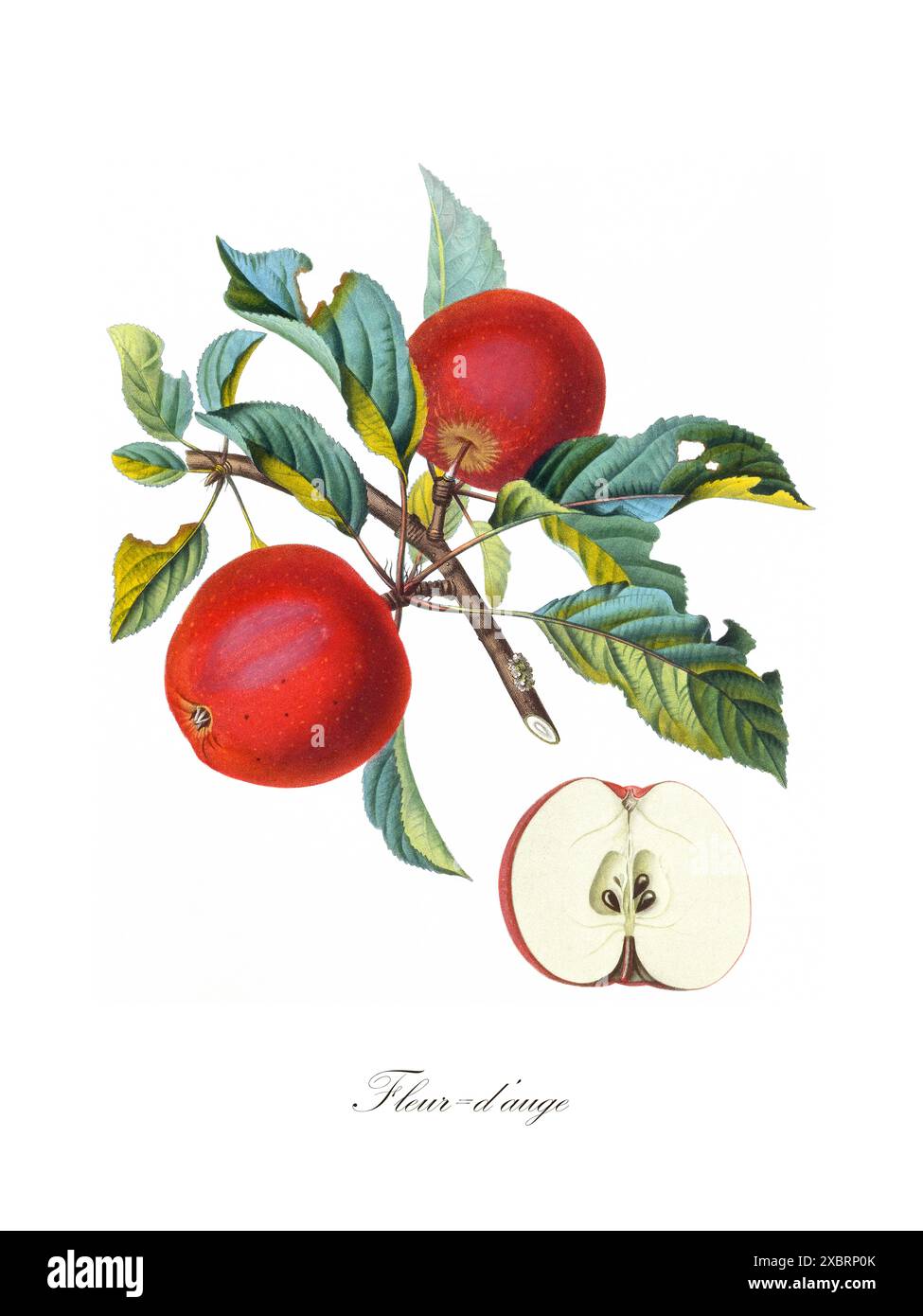 Vintage Apple Tree Illustration Drawing Of Apples On Tree Stock Vector