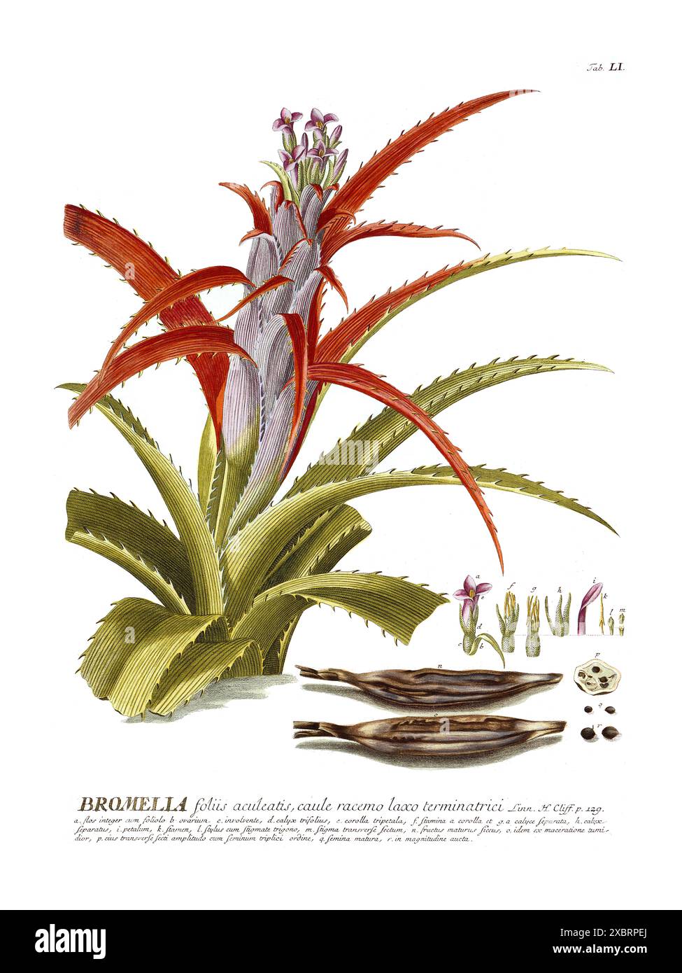 Colorful vintage botanical illustration of flowering Bromeliaceae plant ...