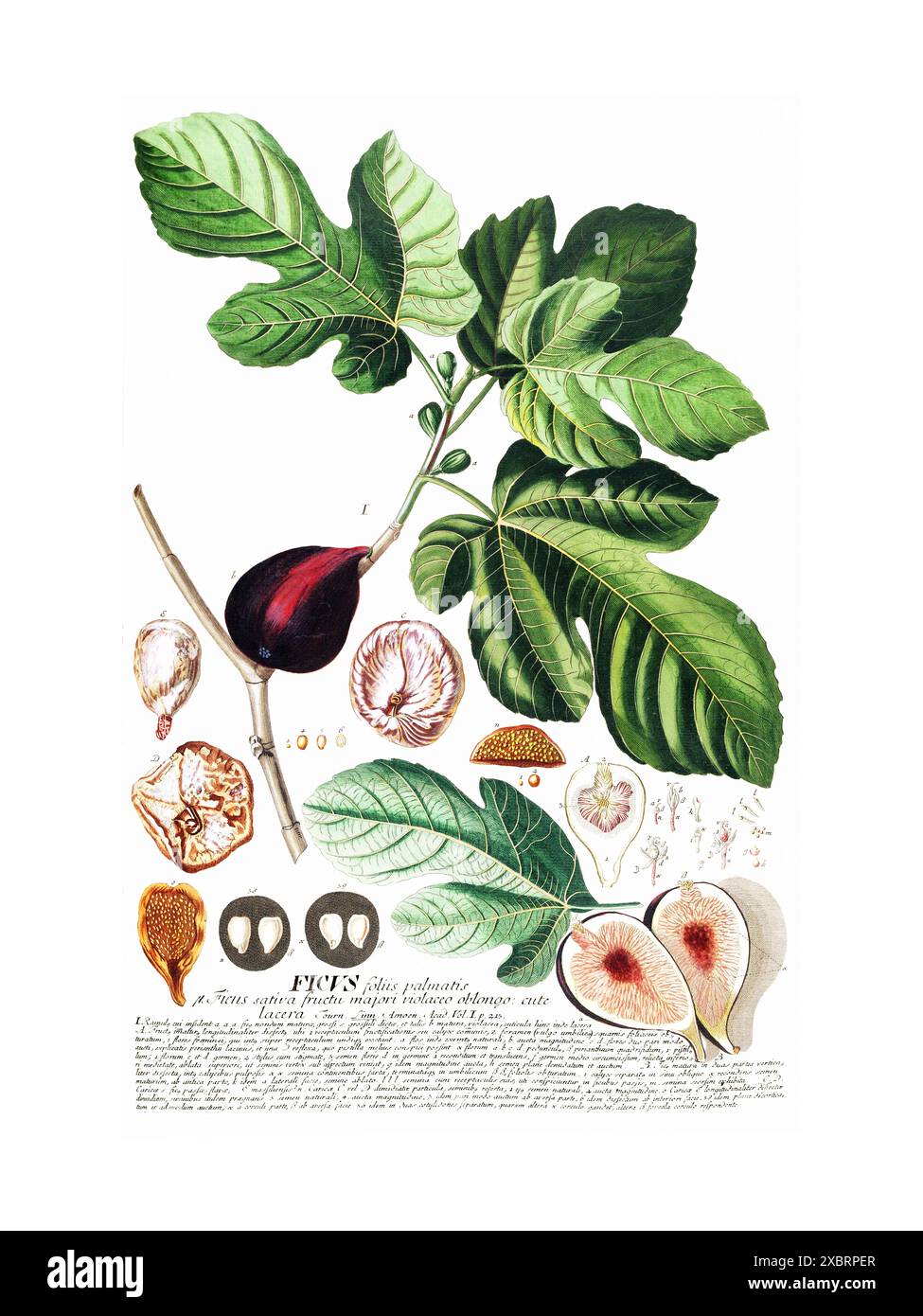 Georg ehret dionysius Cut Out Stock Images & Pictures - Alamy