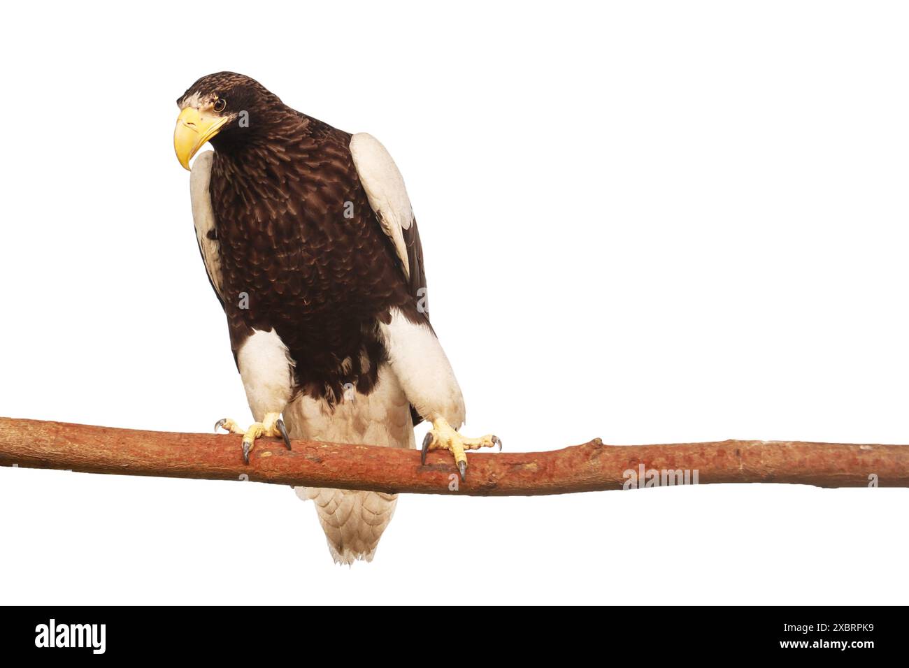 bald eagle on a white background Stock Photo - Alamy