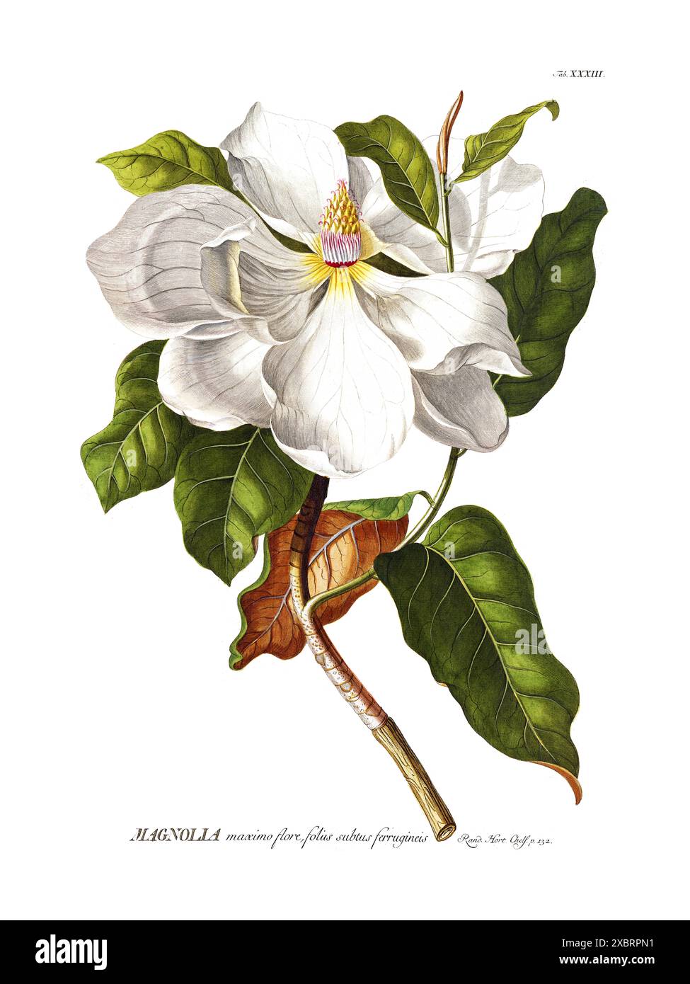 Colorful vintage botanical illustration of flowering white magnolia ...