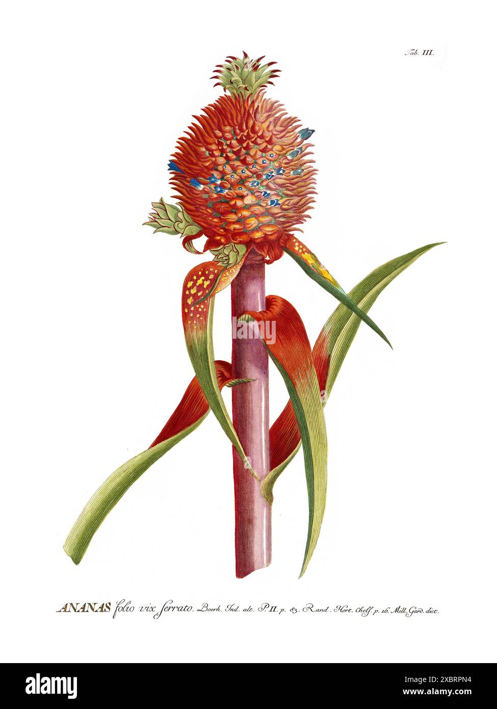 Colorful vintage botanical illustration of red Ananas (pineapple) by ...