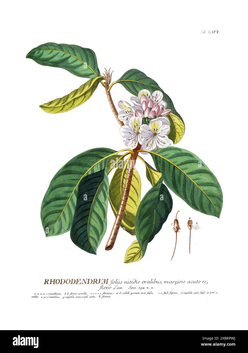 Colorful vintage botanical illustration of Rhododendron by Christoph ...