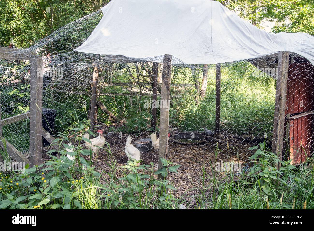 Small chicken run garden with steel mesh for protection from predators ...