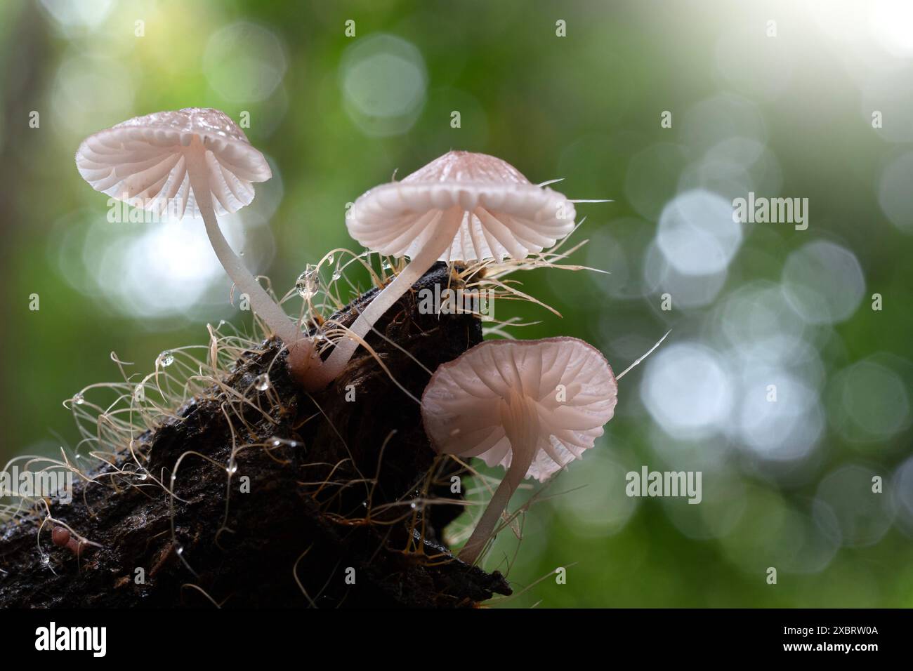 Mushrooms in Tropical Rainforest for Nature Background Stock Photo - Alamy