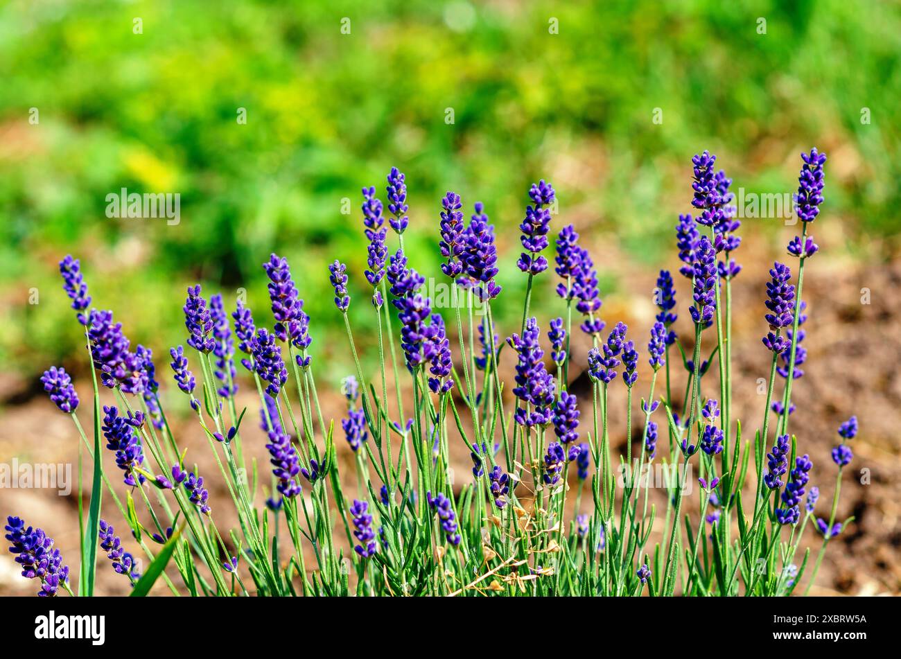Blue lavender flowers close-up with bokeh on a plantation Stock Photo ...