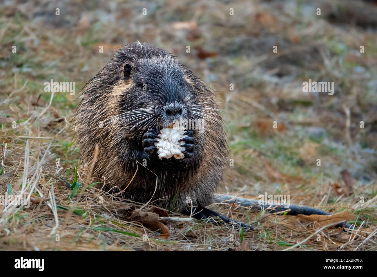Nutria rodent hi-res stock photography and images - Alamy