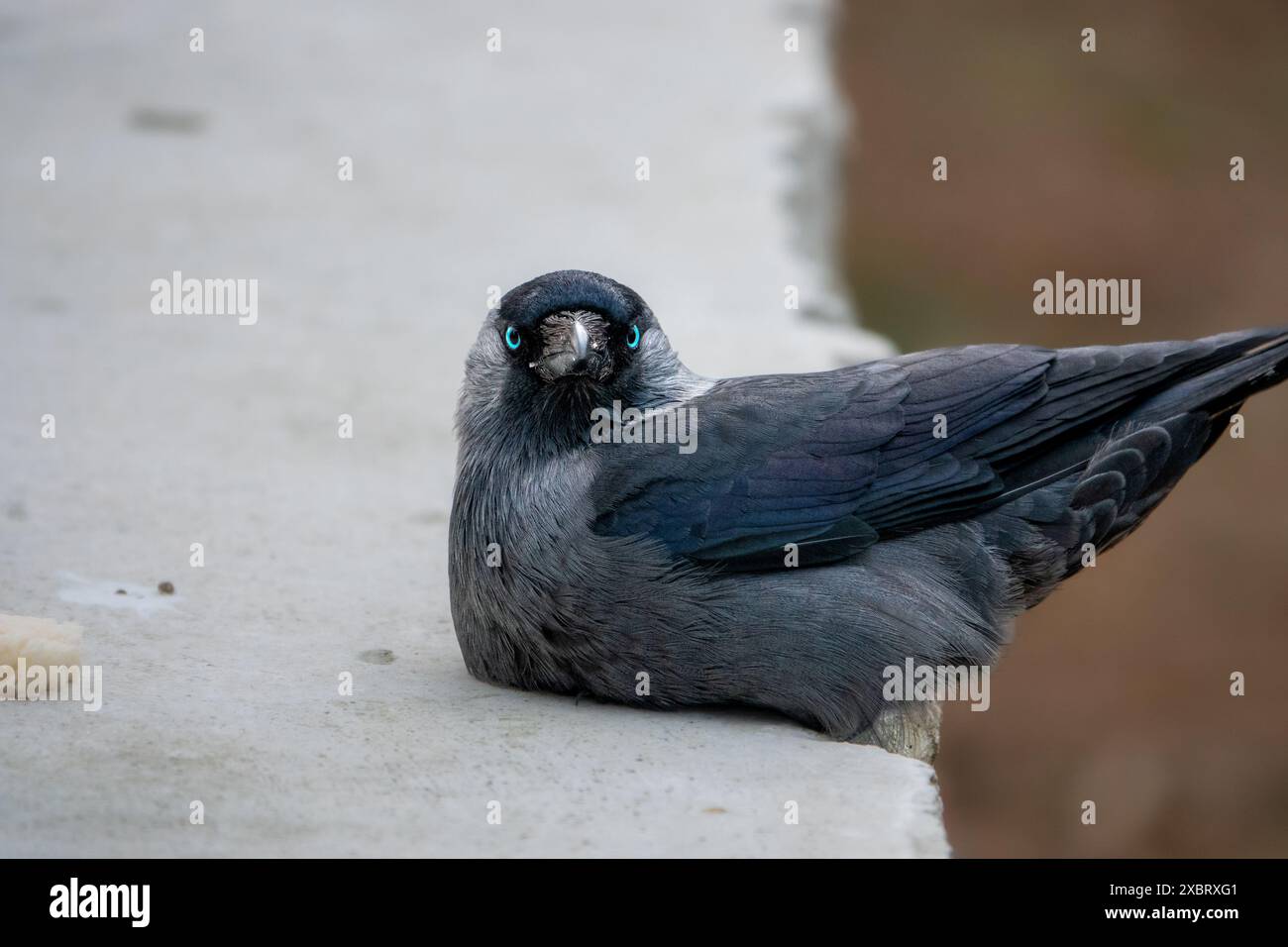 Jackdaw bird black feathers hi-res stock photography and images - Alamy
