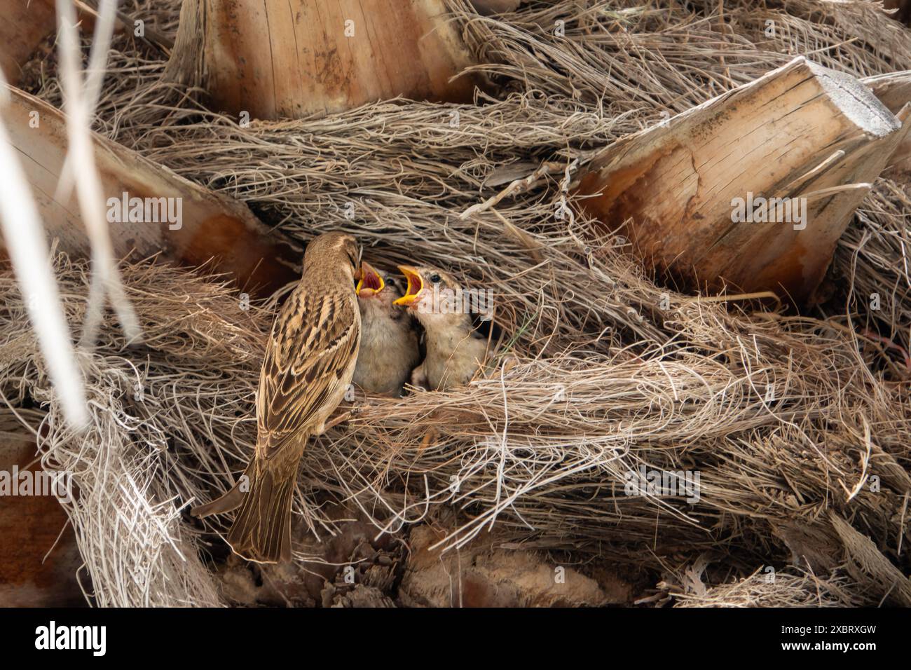 Hatchling tree hi-res stock photography and images - Alamy